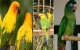 Conure Aratinga: conure soleil; conure jandaya; conure à tête bleue ...