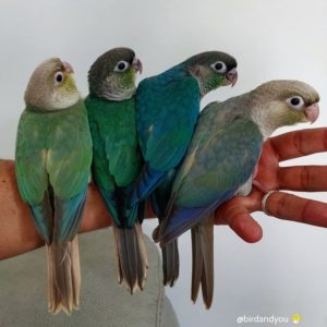 La conure pyrrhura molinae-Tout savoir - Bird and You